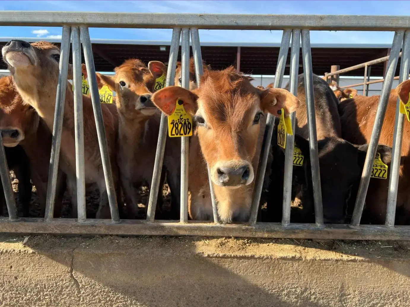 Cómo Elegir las Mejores Proteínas de Alta Calidad | U.S. Dairy