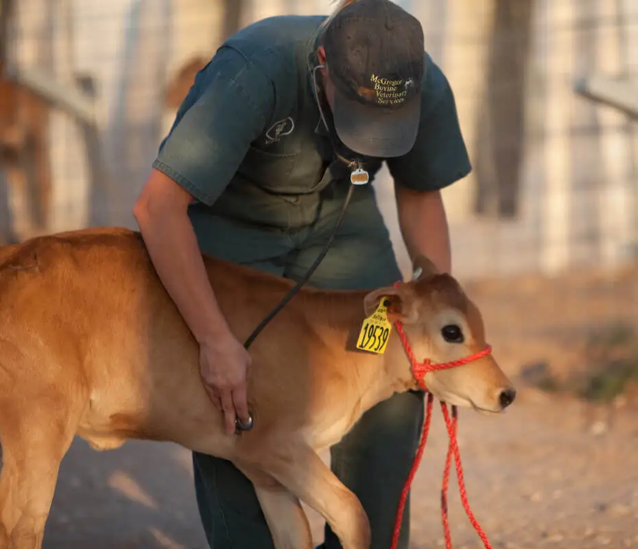 Farm Animal Welfare | U.S. Dairy